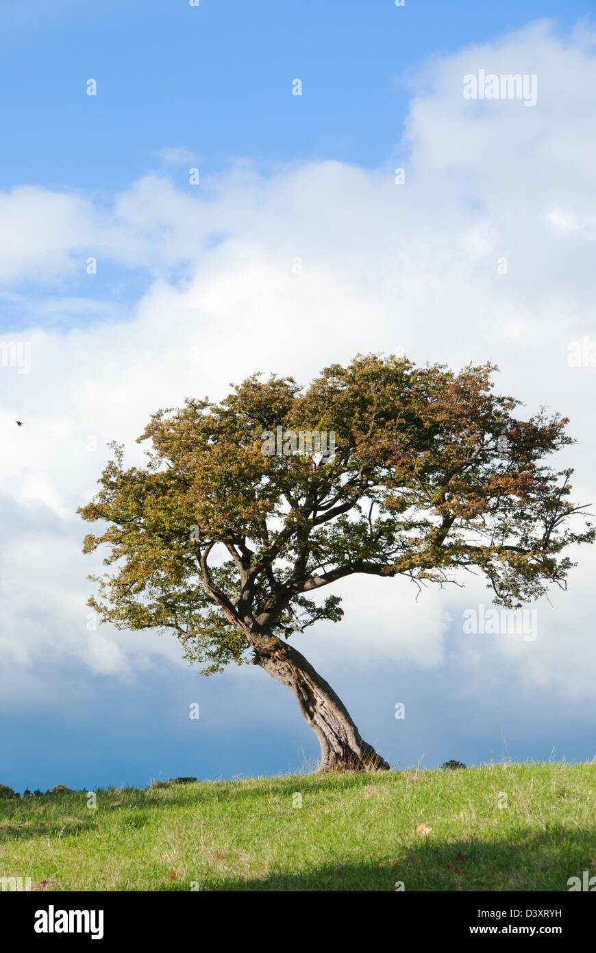 A lone and weathered Hawthorn tree in summer sunshine set against a ...