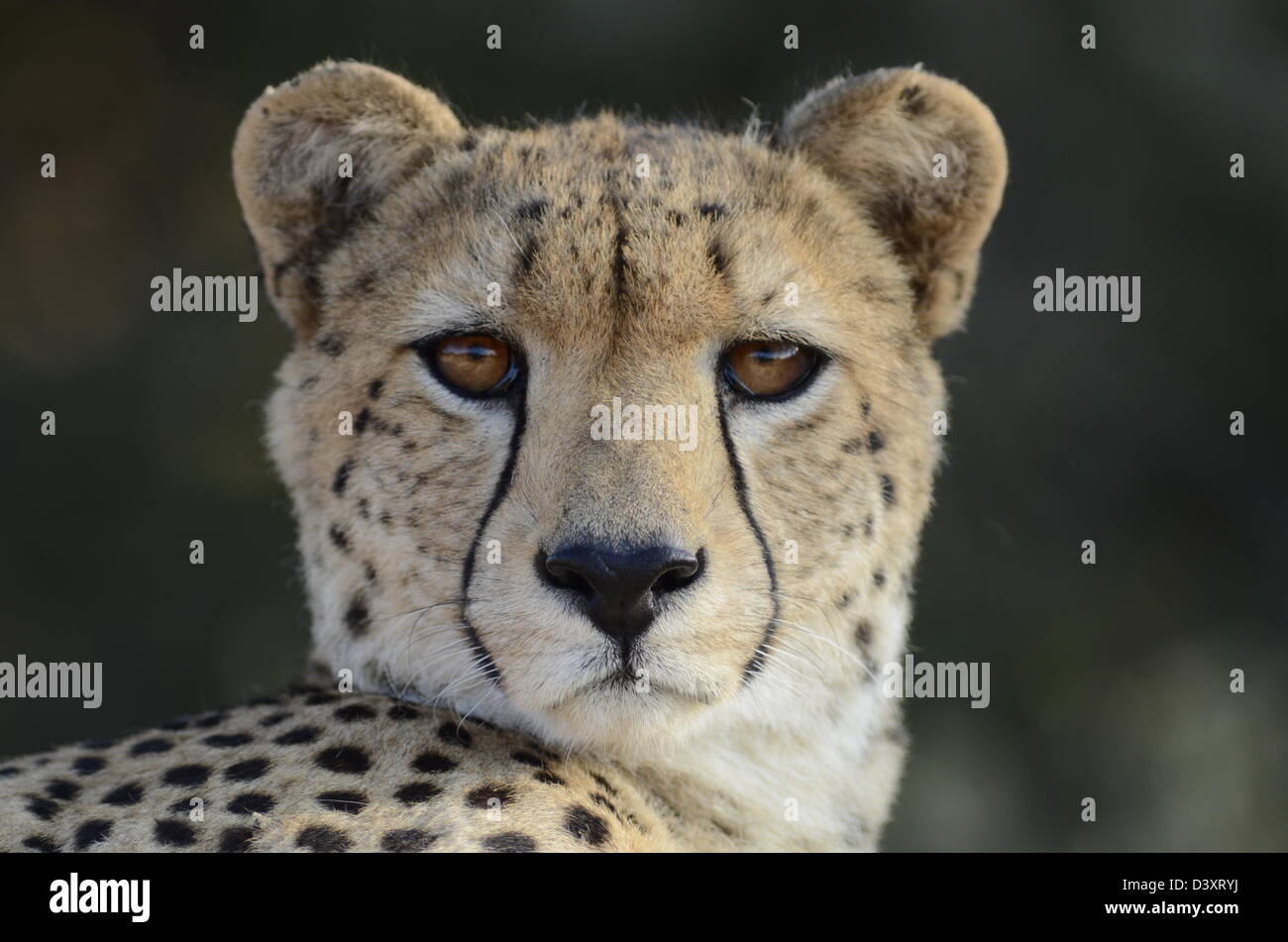 Photos of Africa , Cheetah head facing directly to camera Stock Photo ...