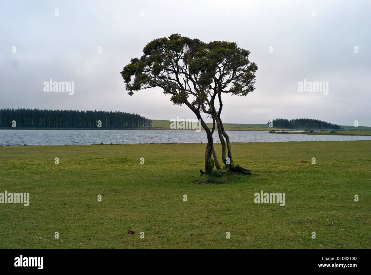 Tree on Davidstow moor by Crowdy reservoir Stock Photo - Alamy