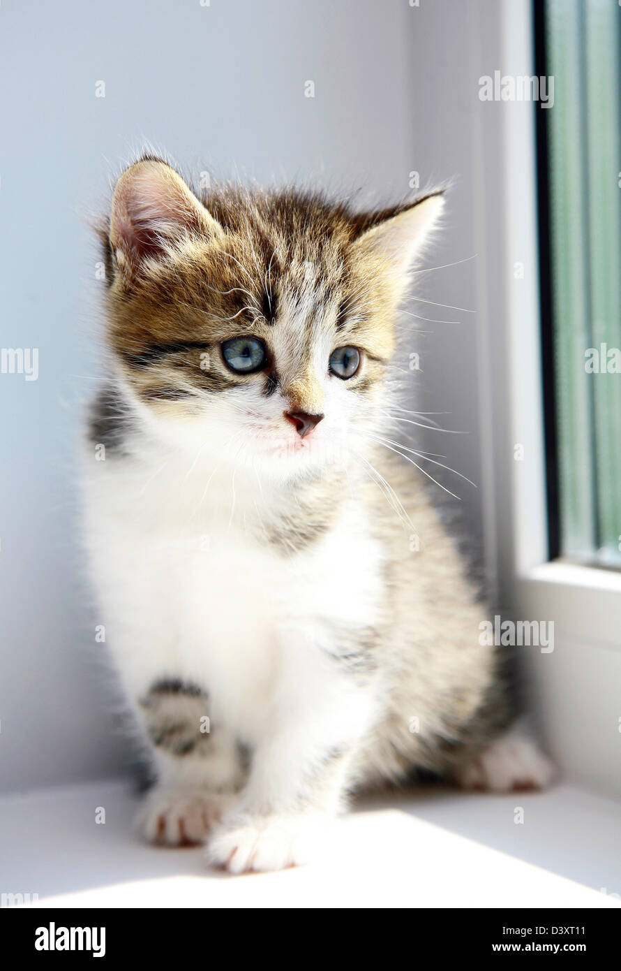 Domestic cat and kit hi-res stock photography and images - Alamy