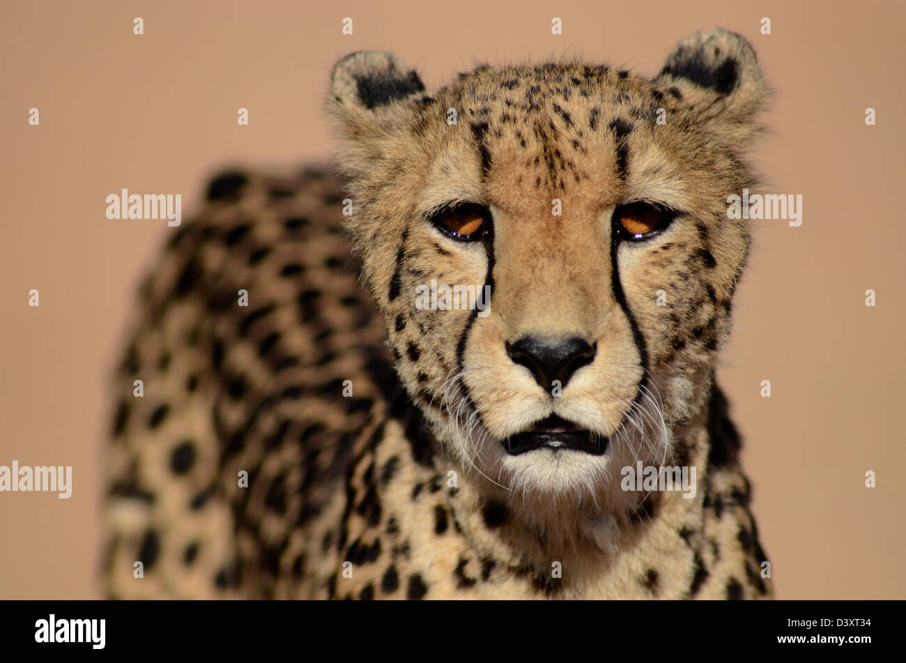 Cheetah nose hi-res stock photography and images - Alamy