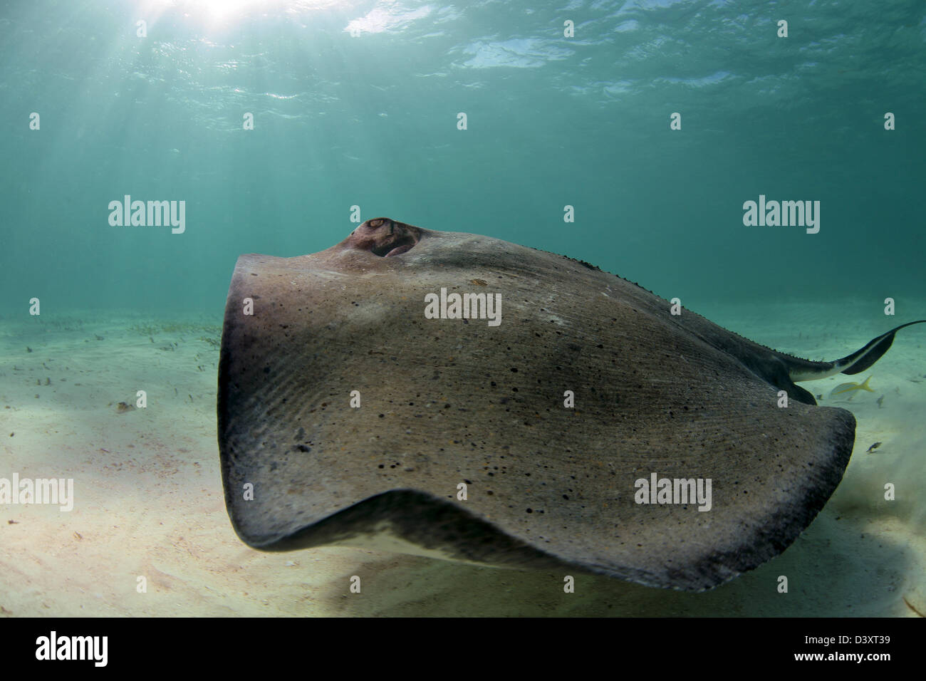Stingray tail hi-res stock photography and images - Alamy