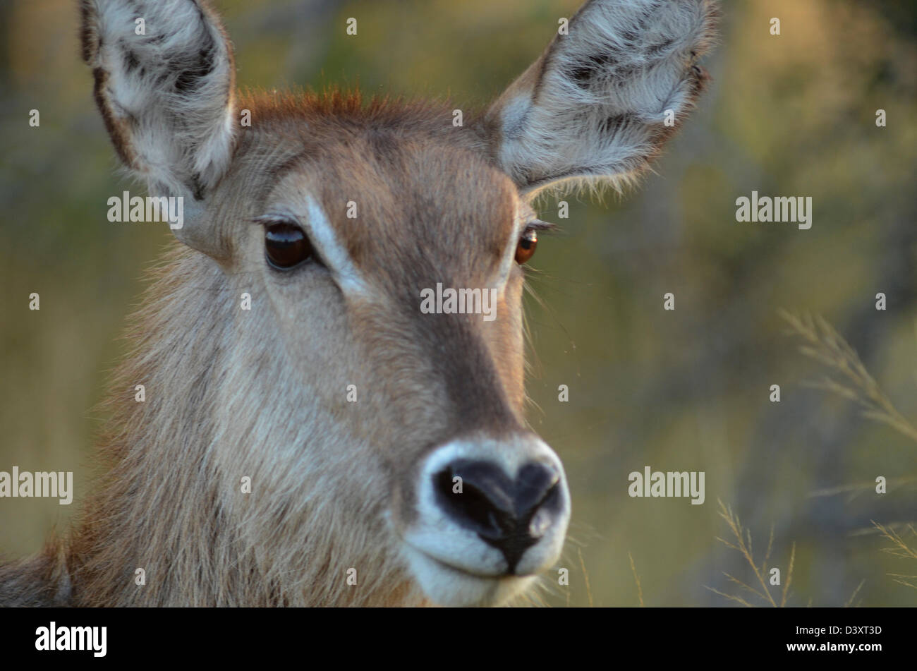 Female animal photos hi-res stock photography and images - Alamy
