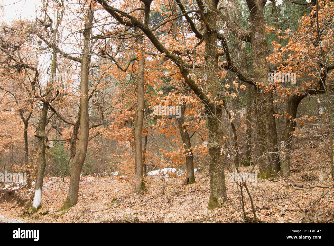 Trees in a forest, Srinagar, Jammu And Kashmir, India Stock Photo - Alamy