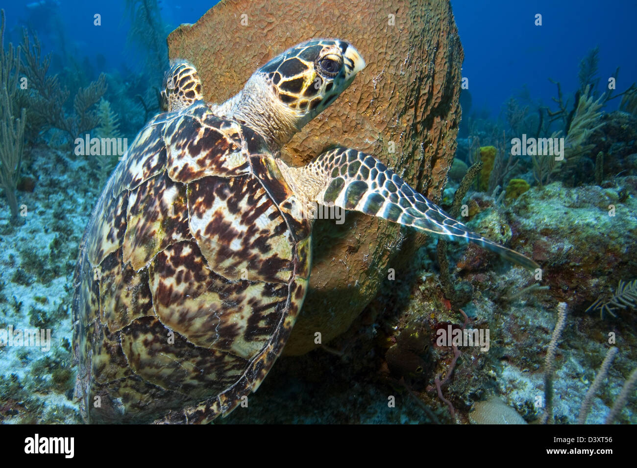 Turtle and sponge Stock Photo - Alamy