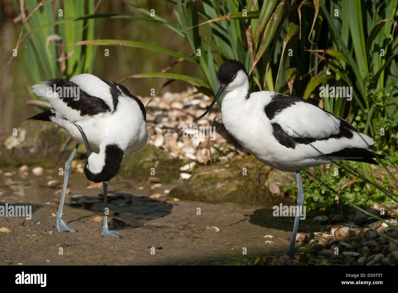 Peening hi-res stock photography and images - Alamy