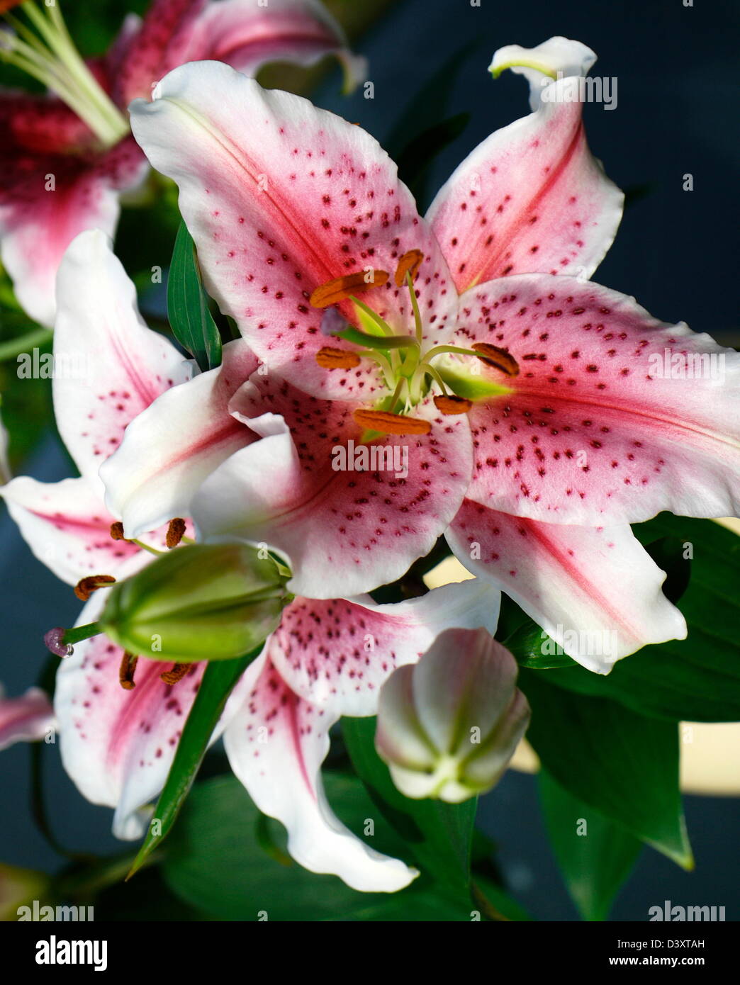 Beautiful open lily close up Stock Photo - Alamy
