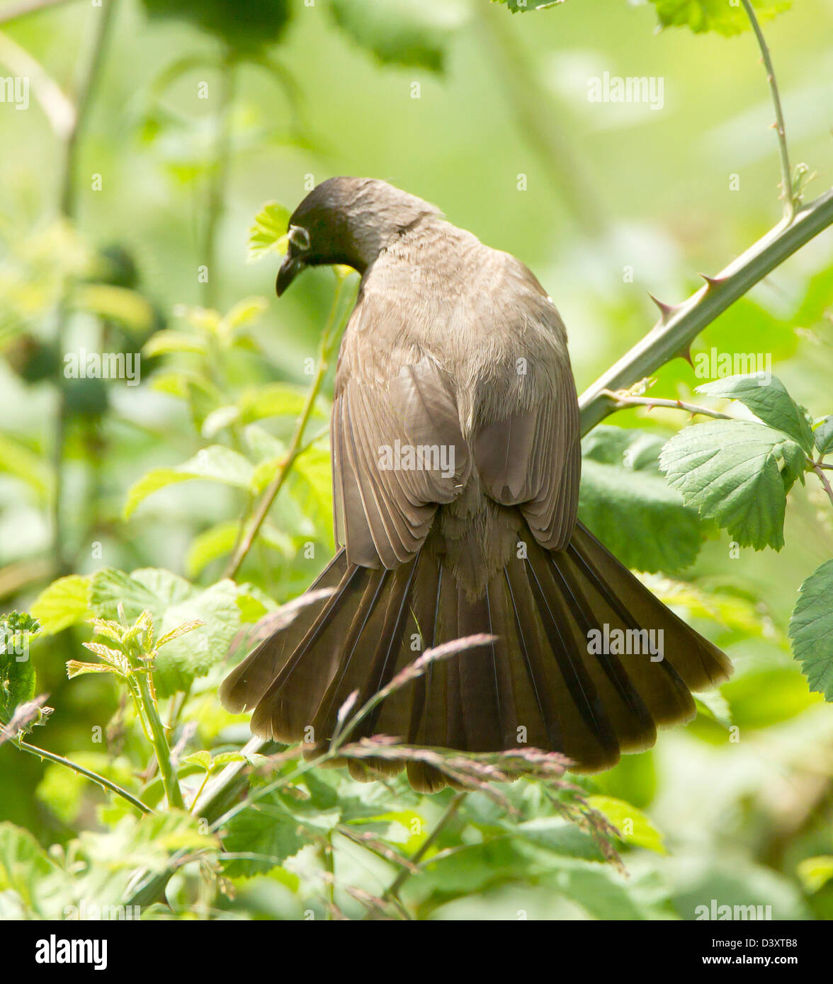 Spectacled Bulbul also known as Yellow vented Bulbul Pycnonotus ...