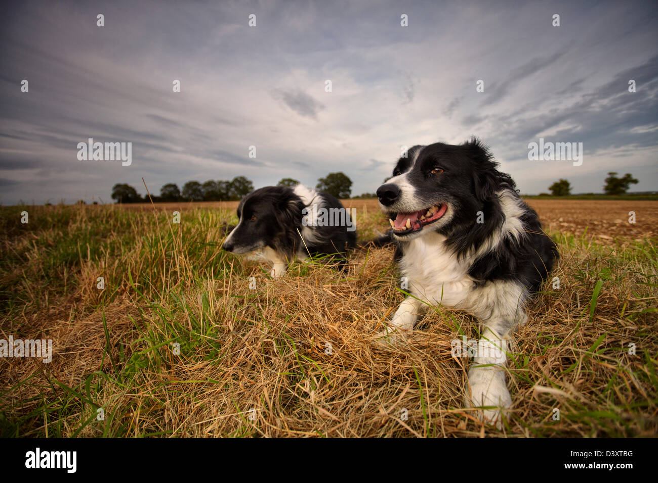 Two border collies sitting down in open countryside Stock Photo - Alamy