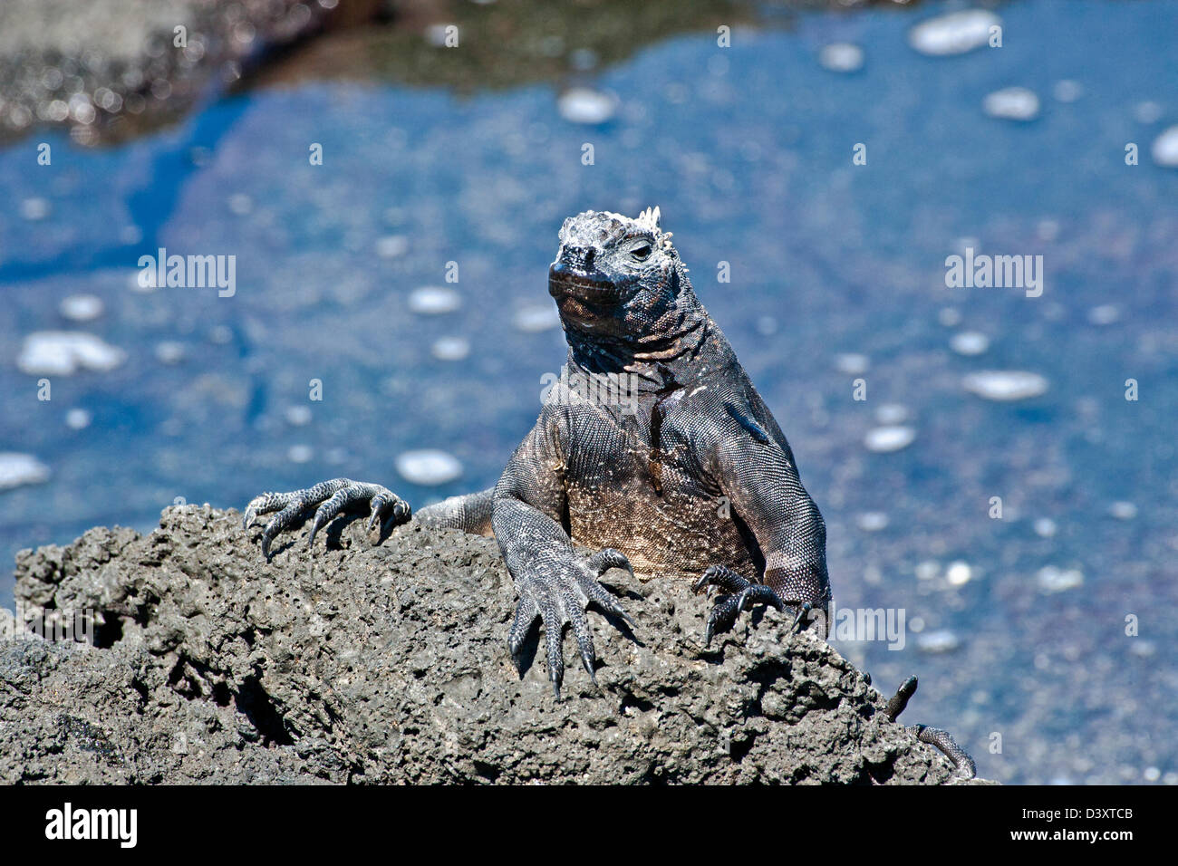 Ecuador, Galápagos Islands, Isla Fernandina, Punta Espinoza, Marine ...