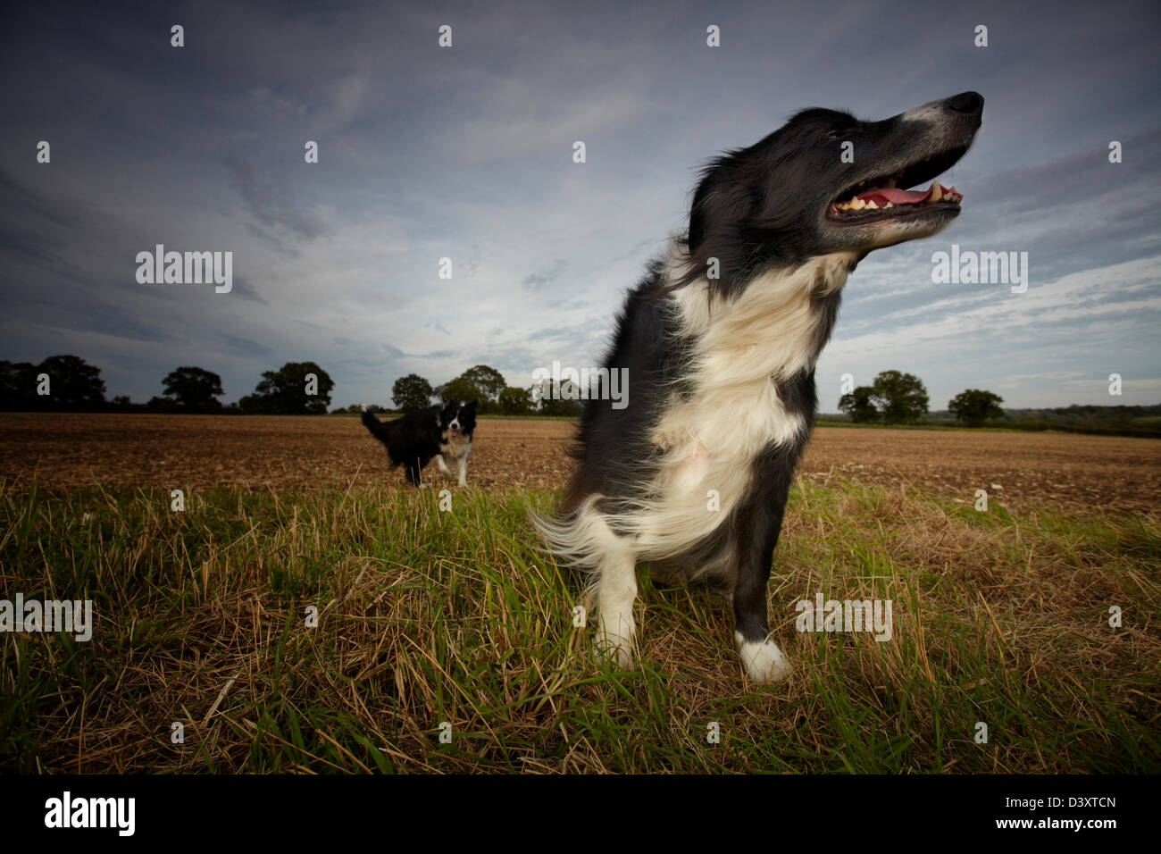 Dog sniffing the air windy hi-res stock photography and images - Alamy