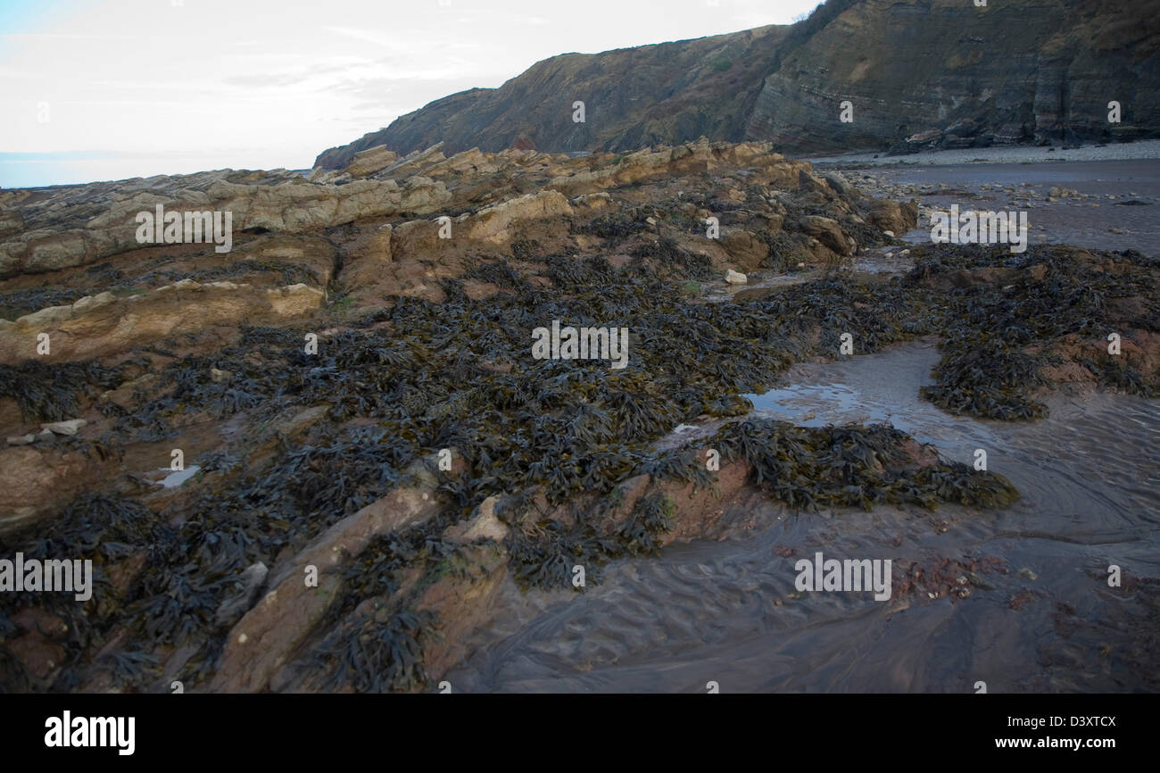 Rocky limestone reef exposed at low tide, Watchet, Somerset, England ...