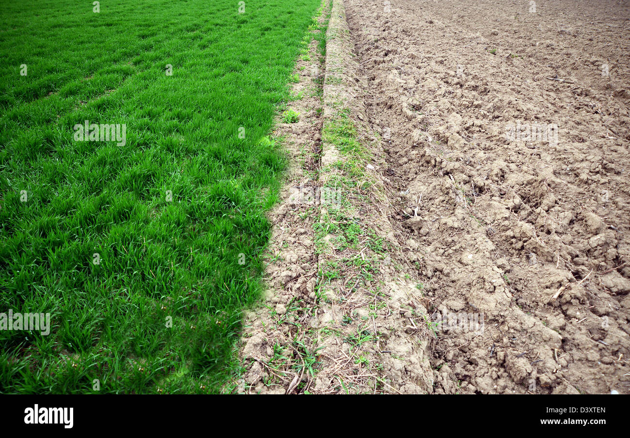 The plowed field planted with Stock Photo - Alamy