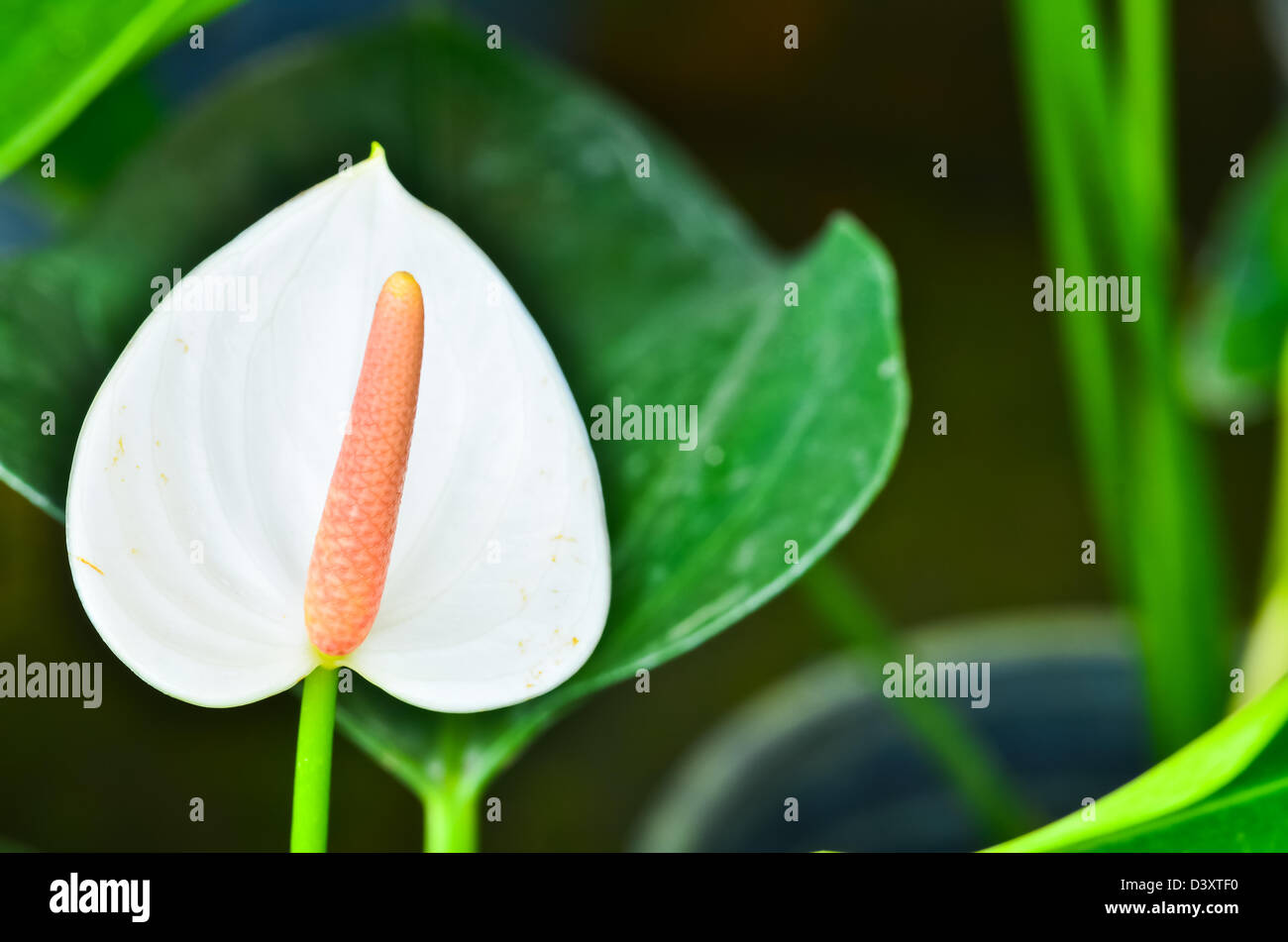 White anthurium andreanum Stock Photo - Alamy