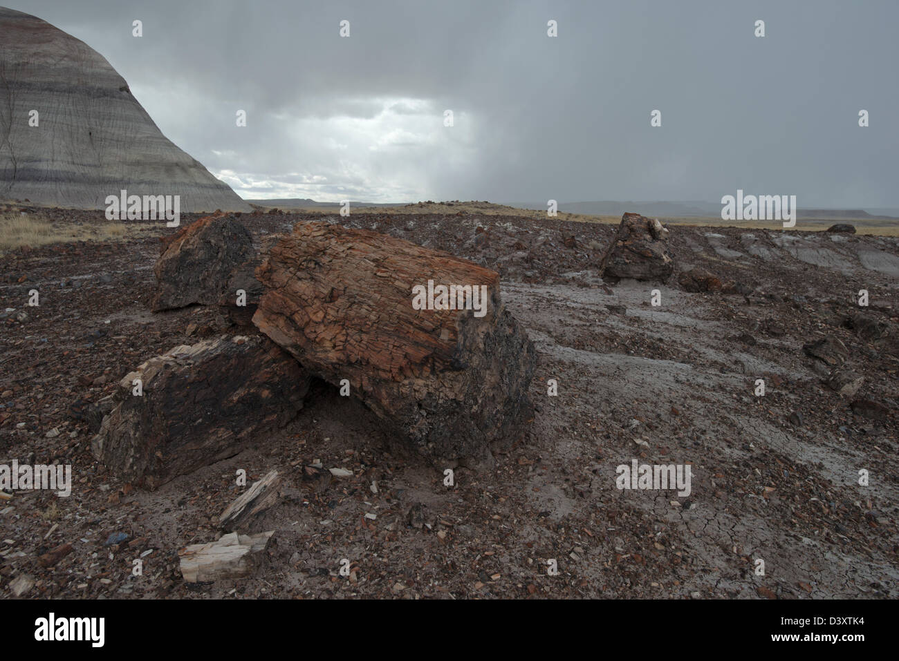 Petrified Wood, Petrified Forest, Petrified Forest National Park ...