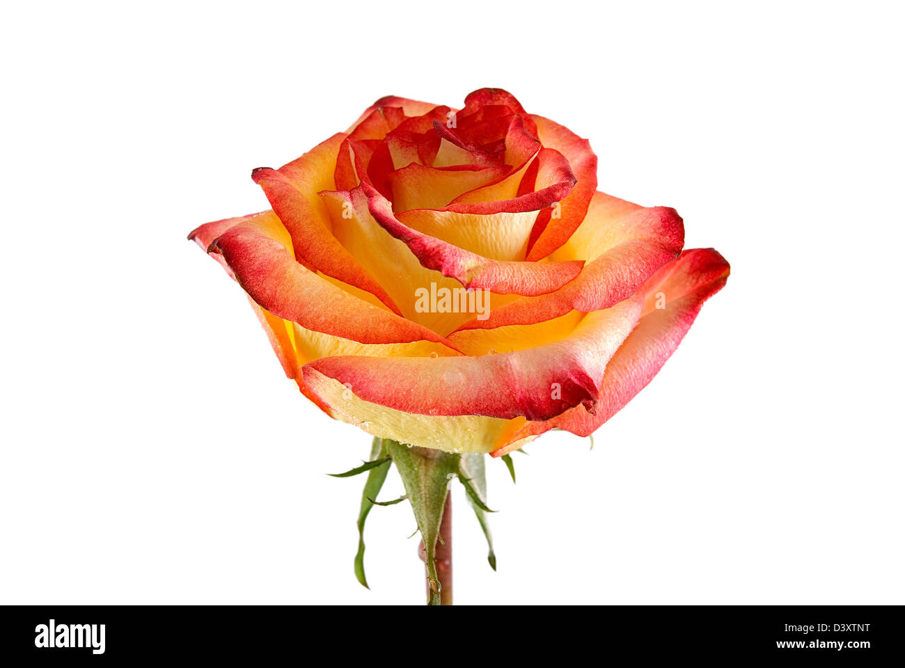The red-yellow rose is photographed on the white background Stock Photo ...