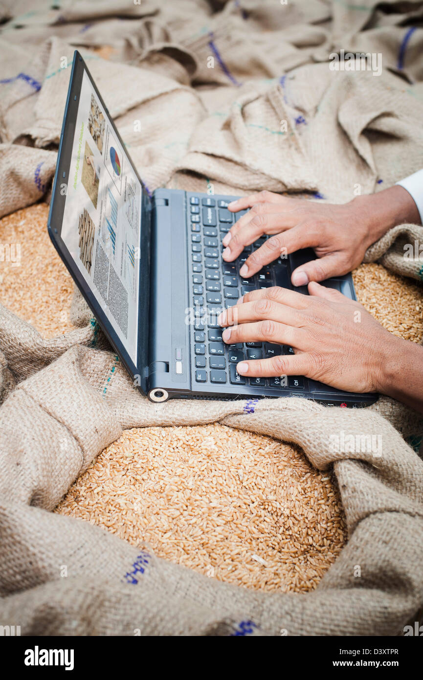 Wheat grain mandi hi-res stock photography and images - Alamy