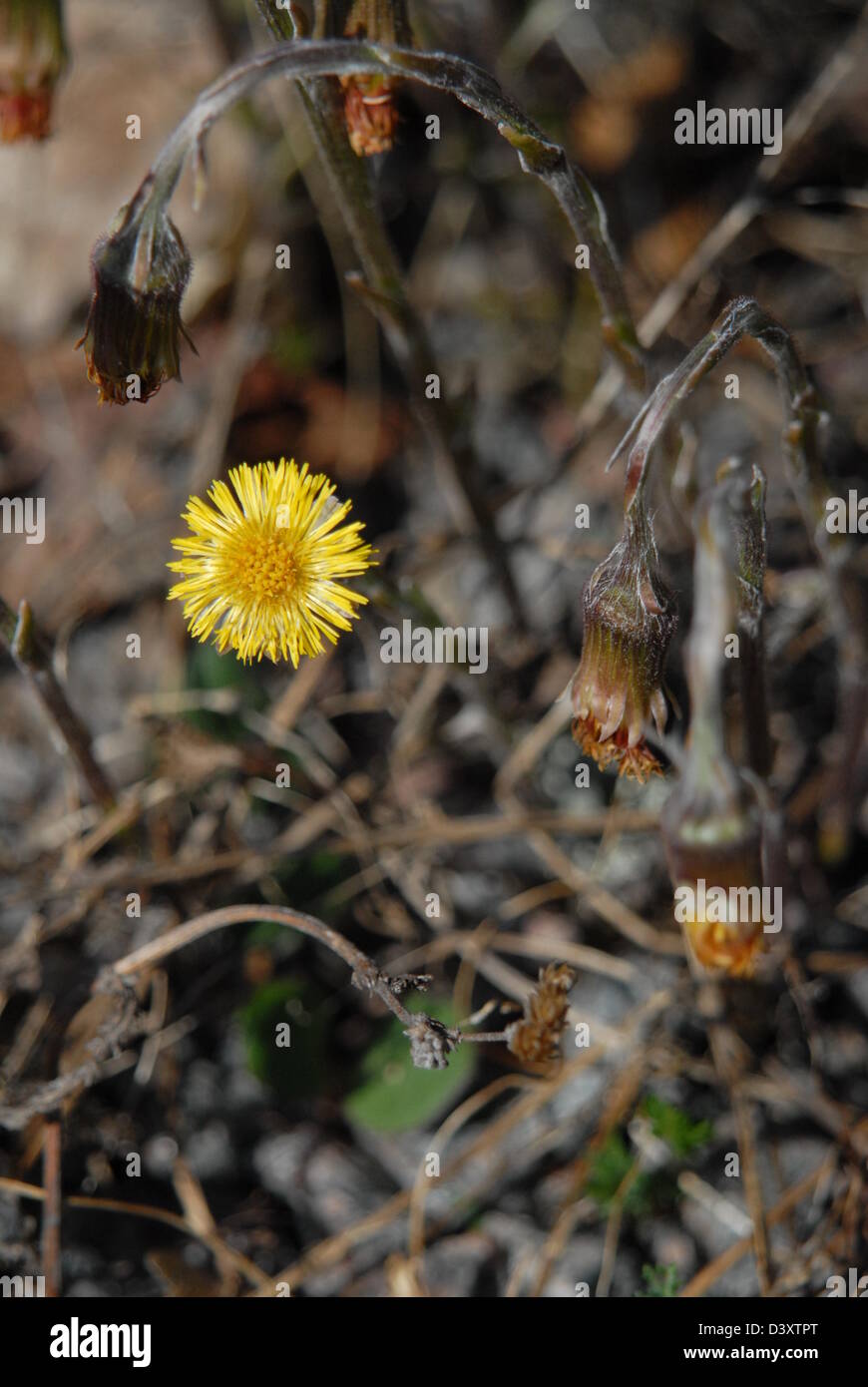 Foals foot hi-res stock photography and images - Alamy