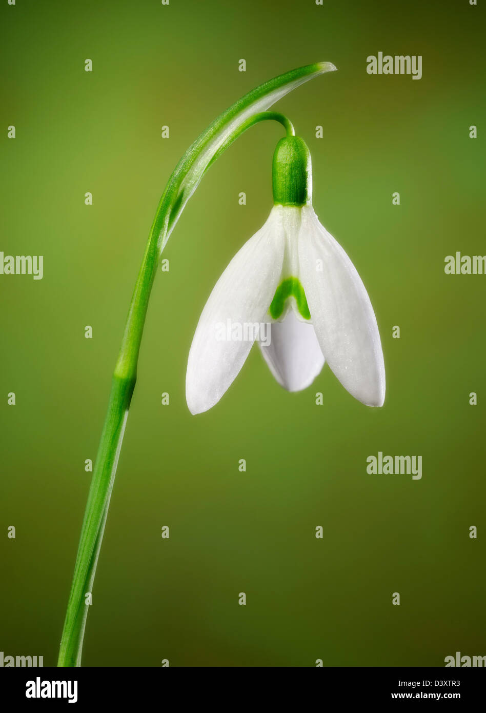 Perfect snowdrop hi-res stock photography and images - Alamy