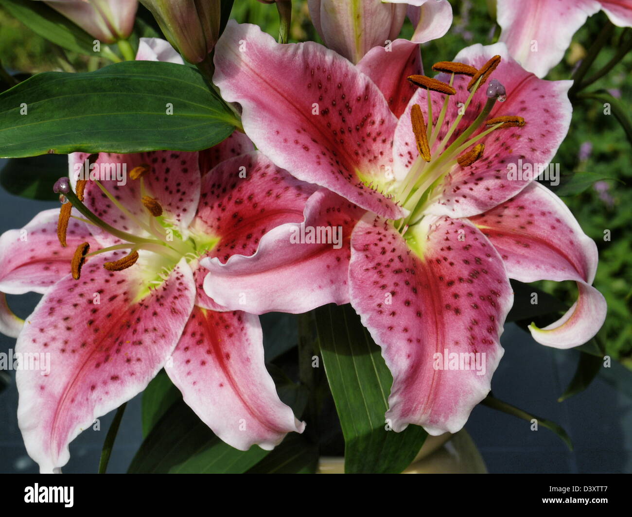 Open lily hi-res stock photography and images - Alamy