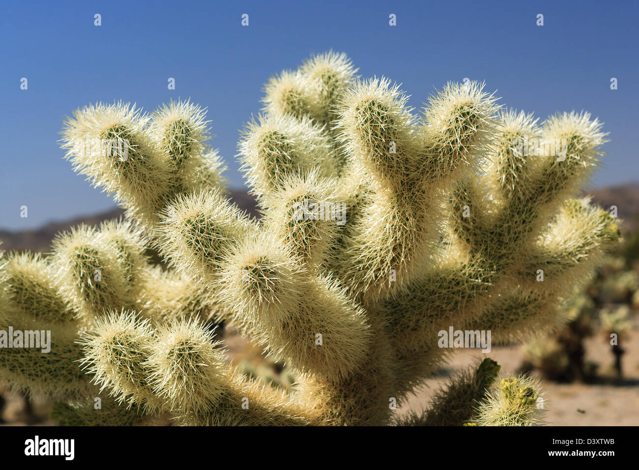 California cholla cactus hi-res stock photography and images - Alamy