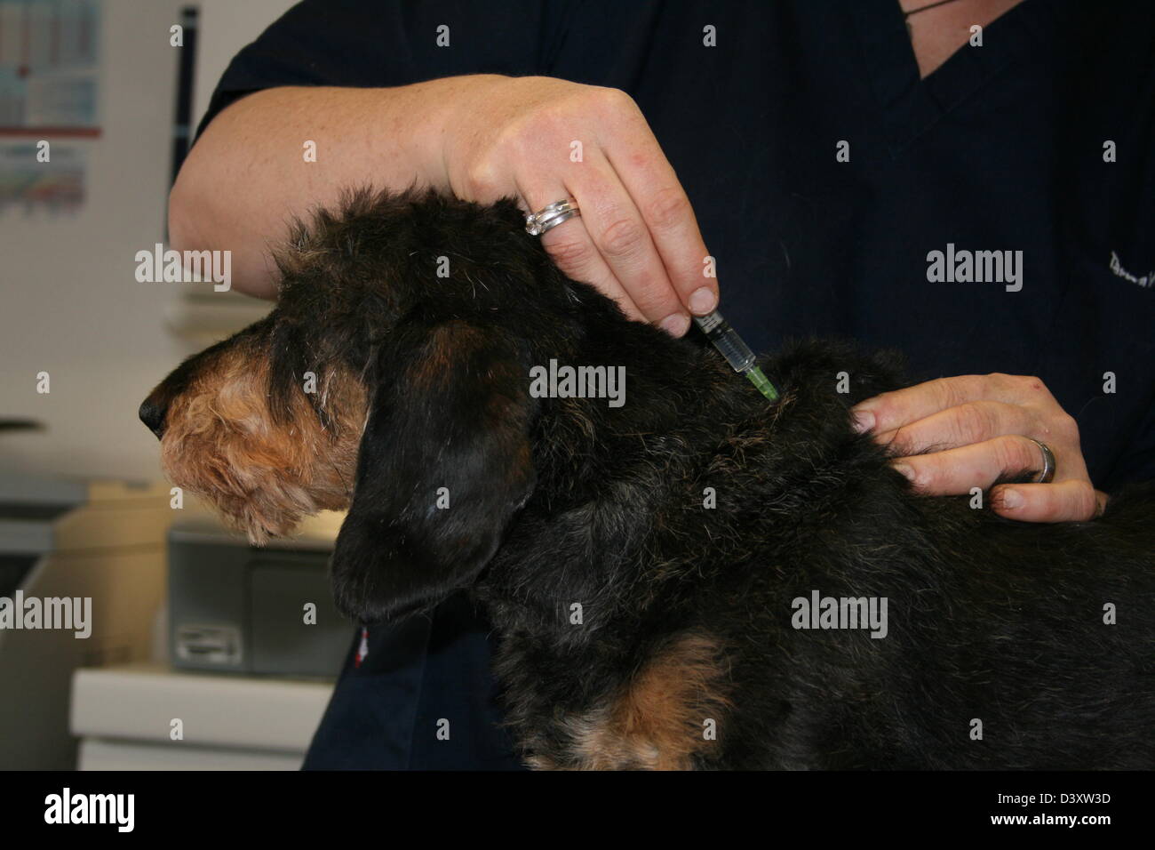 Veterinary surgeon giving vaccine injection hi-res stock photography ...