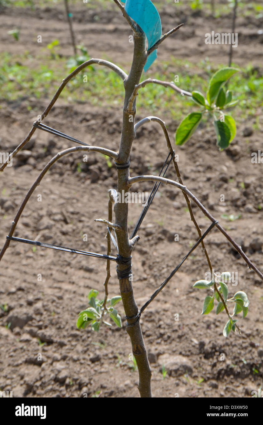 Apple tree training hi-res stock photography and images - Alamy