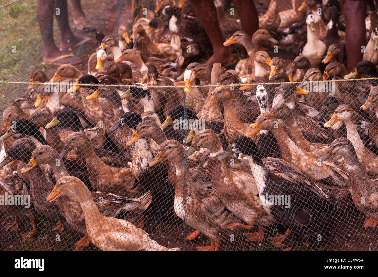 Caged in net for transportation hi-res stock photography and images - Alamy