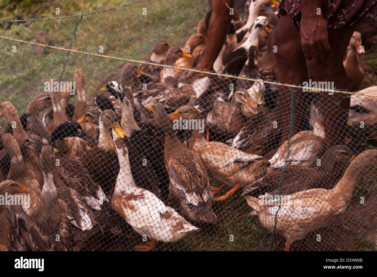 Kerala [Land] [WOP] [PH] ducks,India Stock Photo - Alamy