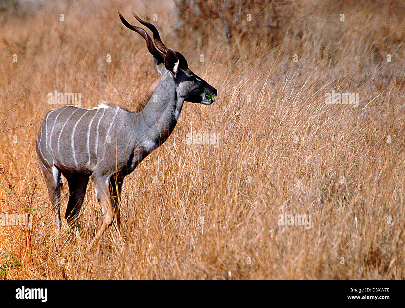 Lesser Kudu Antelope