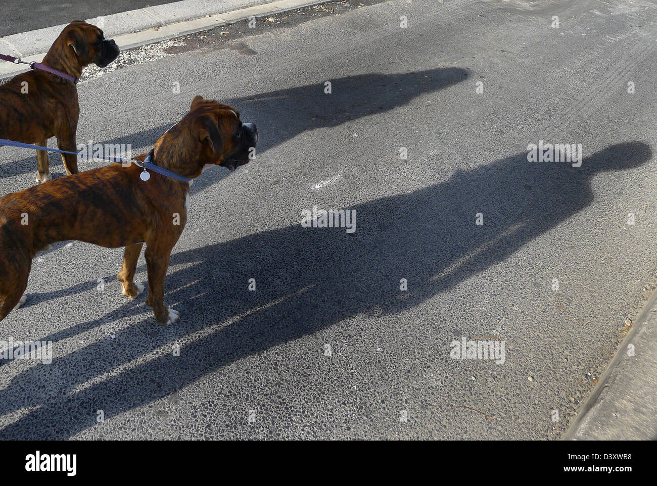 Boxer dogs with human shadows Stock Photo - Alamy