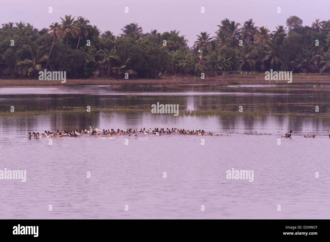 Rural kerala hi-res stock photography and images - Alamy
