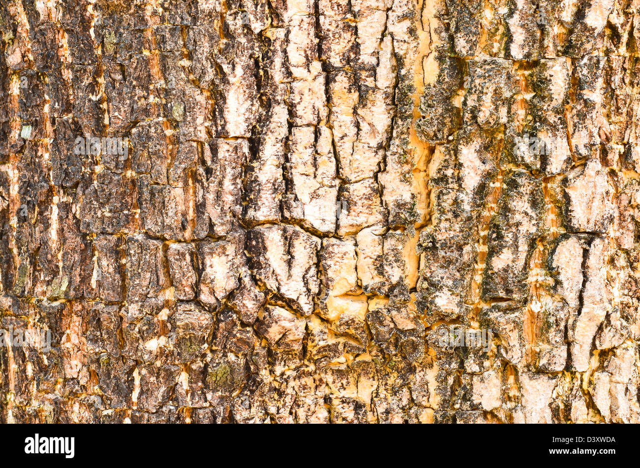 Old Wood Tree Texture Stock Photo - Alamy