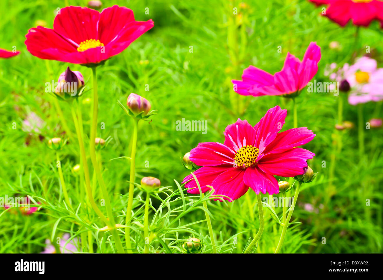 Red cosmos hi-res stock photography and images - Alamy