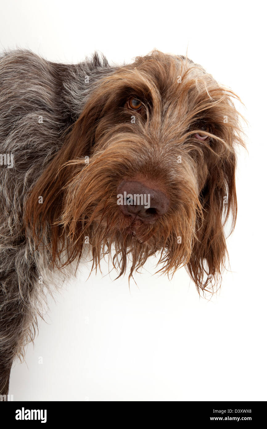 Hairy dog peering hi-res stock photography and images - Alamy