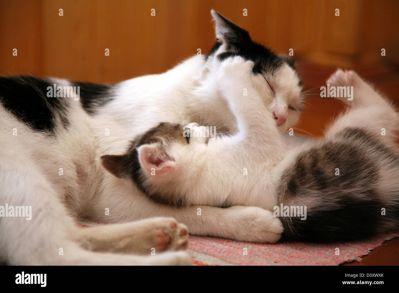 Mother cat and kitten hi-res stock photography and images - Alamy