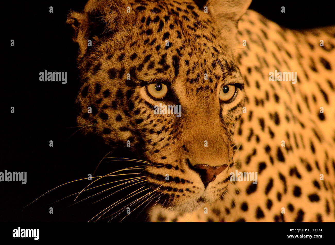 Photos of Africa, Leopard head facing away from spotlight Stock Photo ...