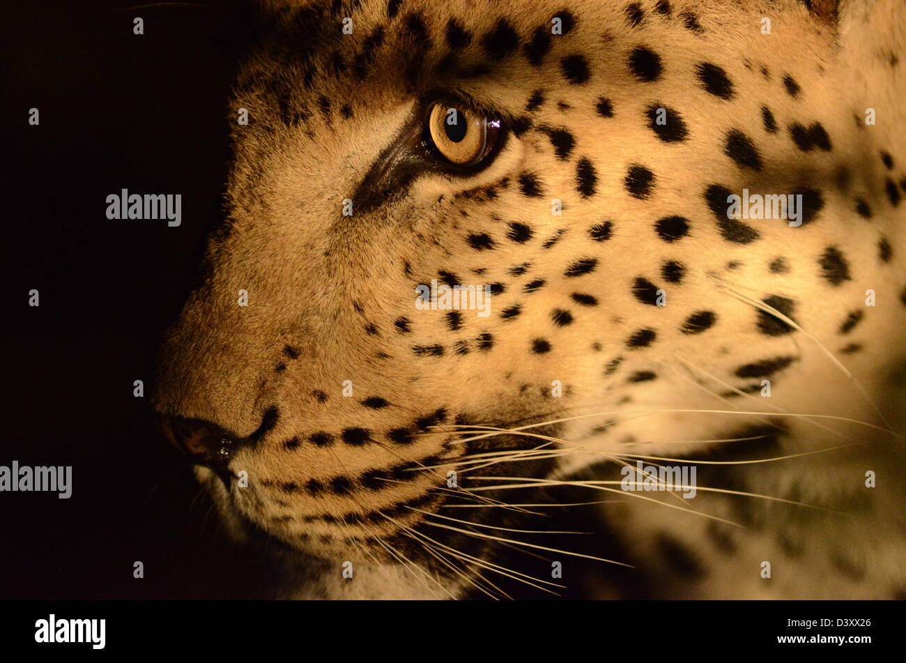 Photos of Africa, Leopard head facing away from spotlight Stock Photo ...