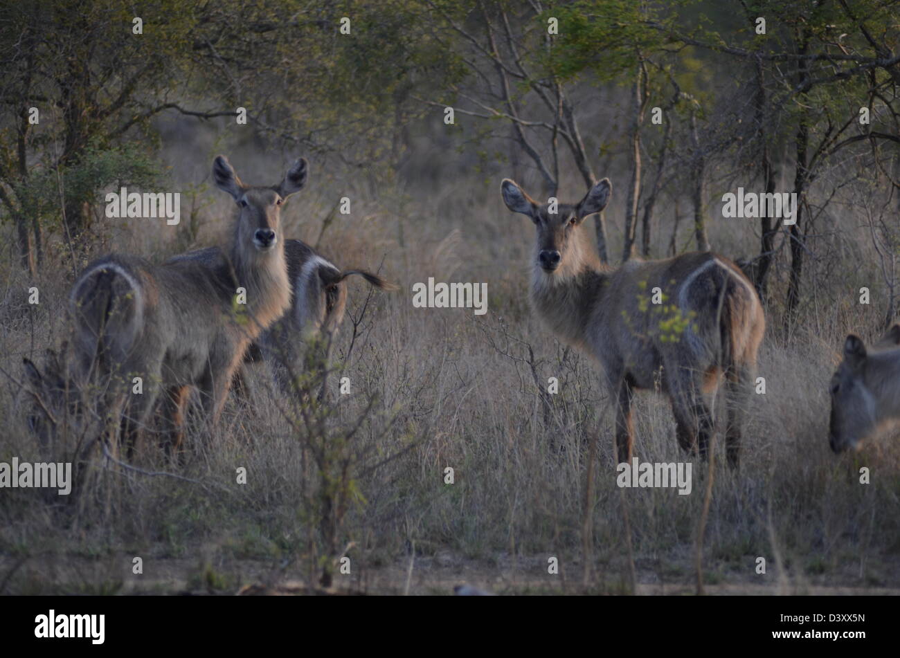 Photos of Africa, Waterbuck group standing in long grass Stock Photo ...