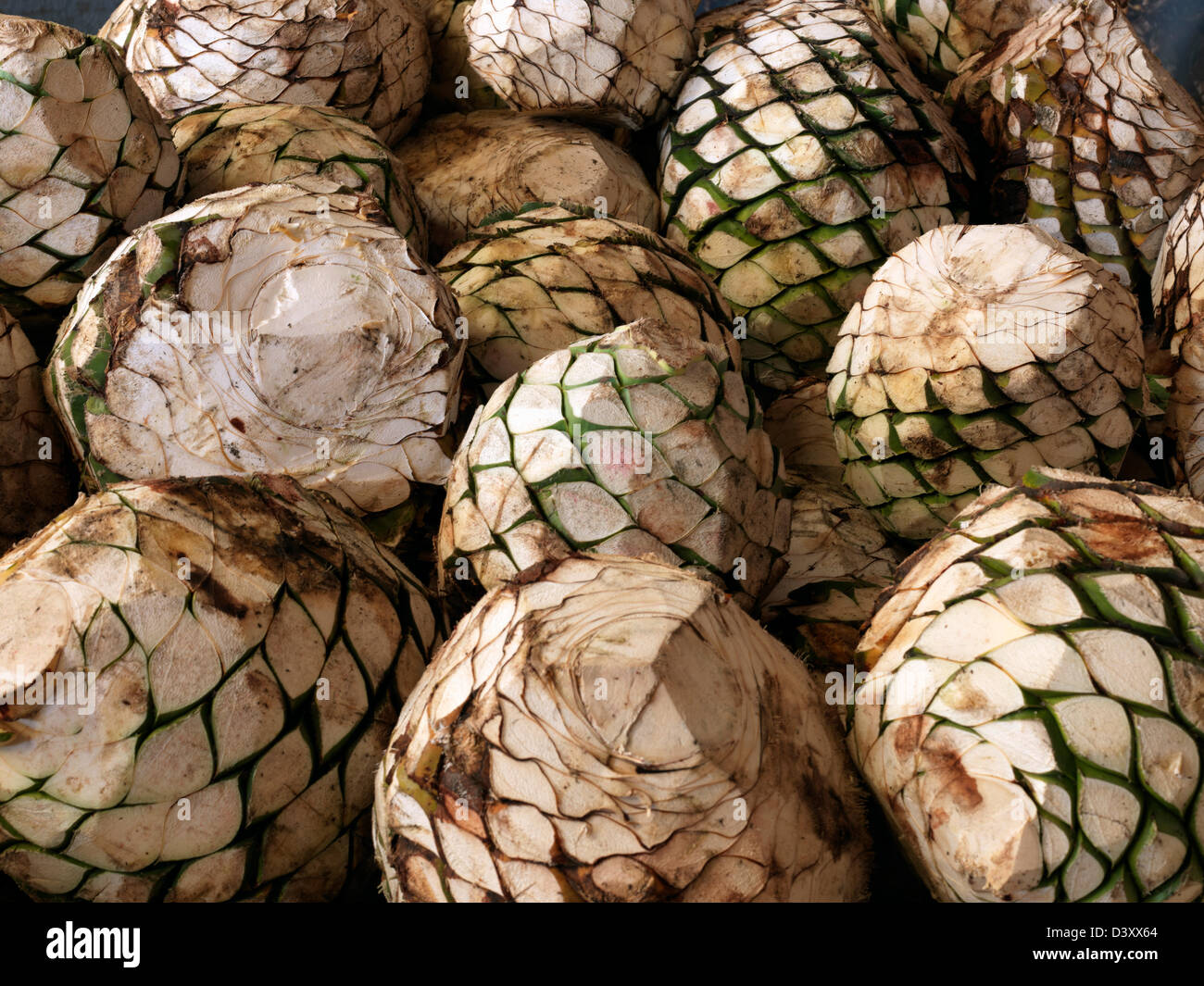 Mexico,Jalisco,Tequila, blue agave plants harvested for tequila ...