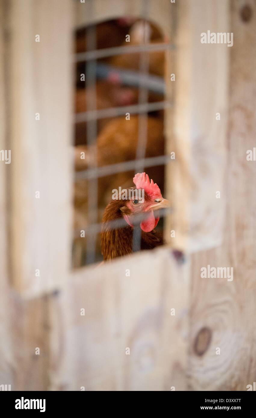 Chickens sit hi-res stock photography and images - Alamy