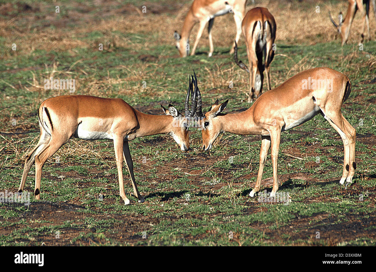 Lyre shaped horns hi-res stock photography and images - Alamy
