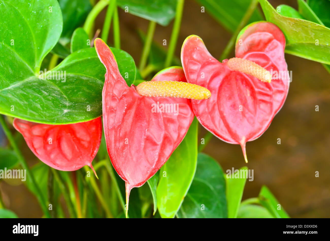 Andreanum hi-res stock photography and images - Alamy