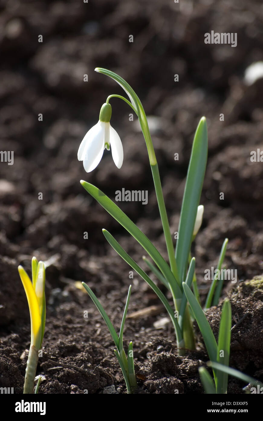 Snow drop snow hi-res stock photography and images - Alamy