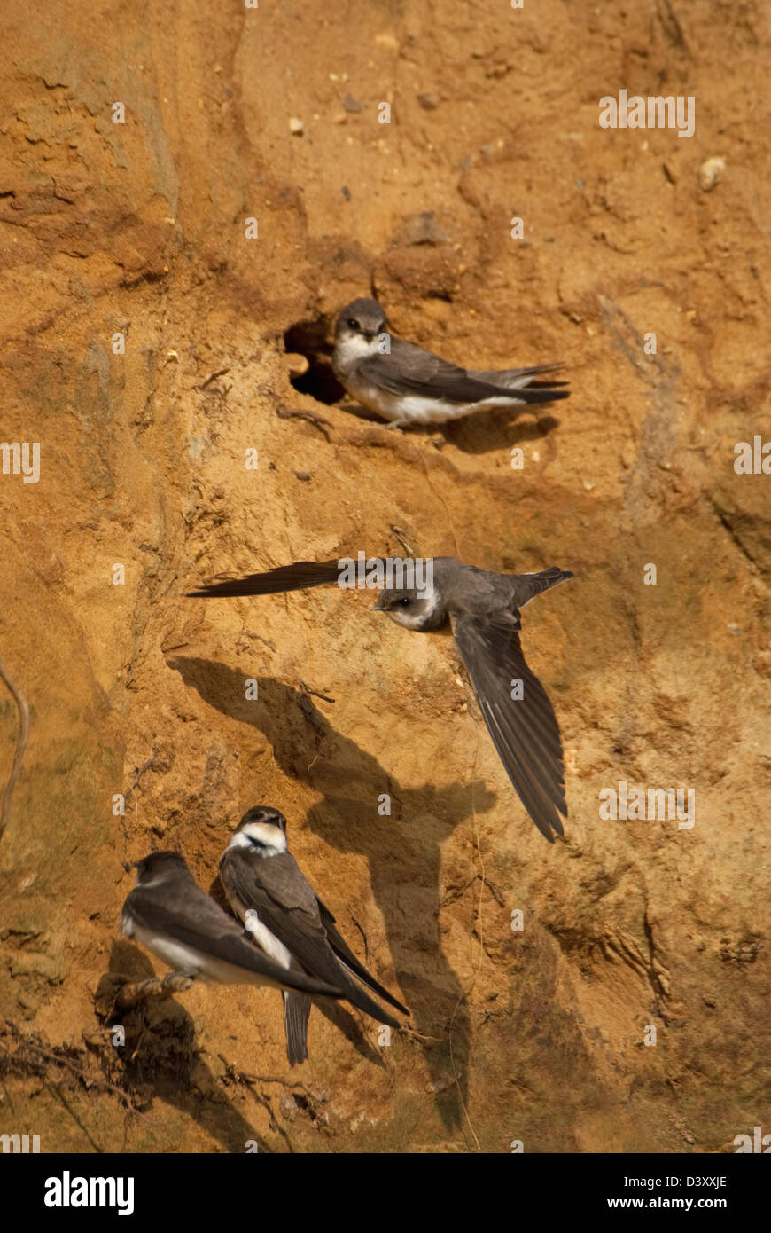 Sand martin nest britain hi-res stock photography and images - Alamy