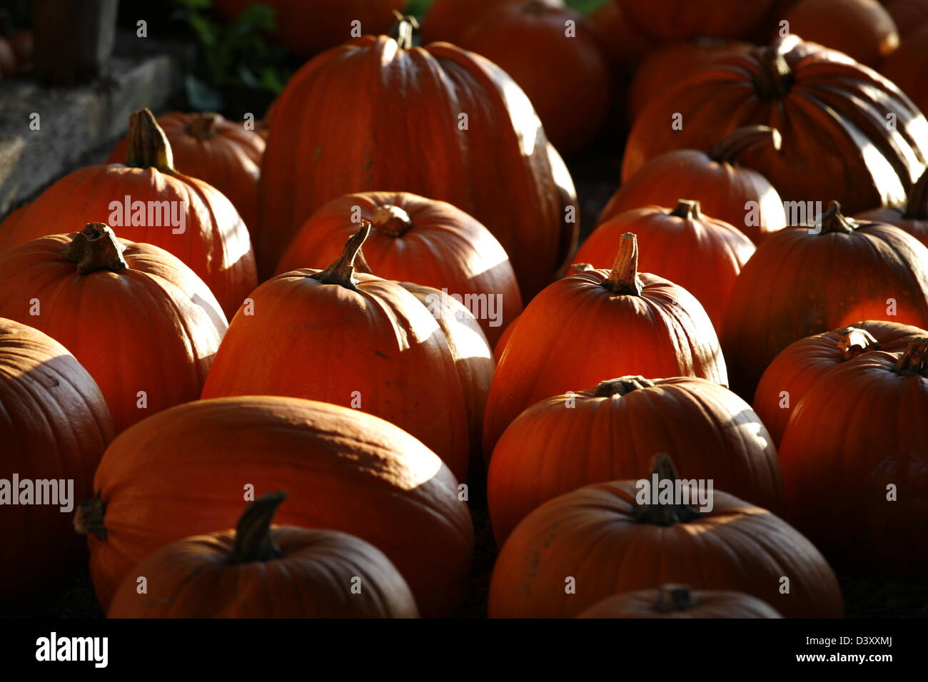Pumpkins in a barn Stock Photo - Alamy