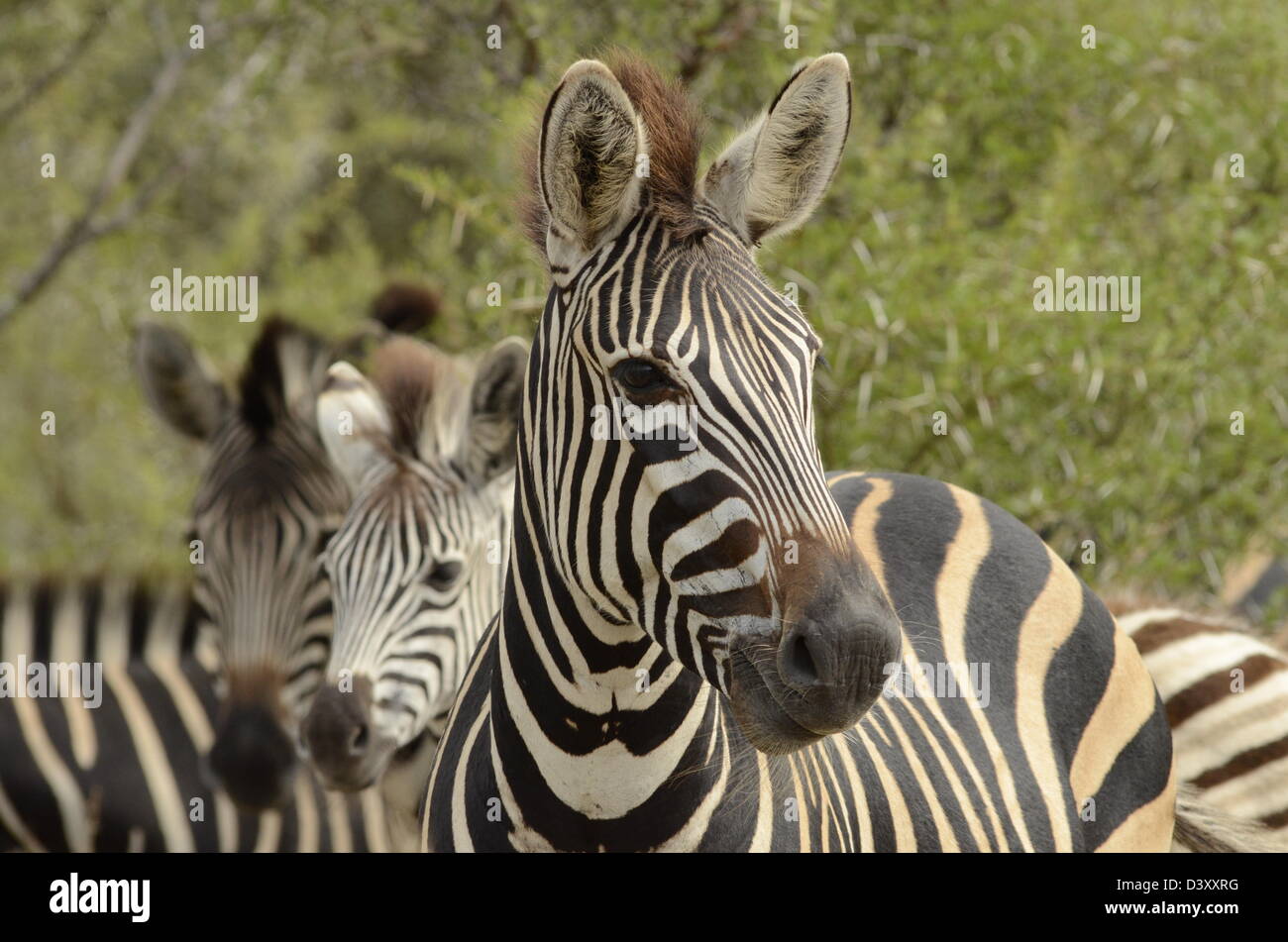 Photos of Africa, Plains Zebra head facing sideways Stock Photo - Alamy