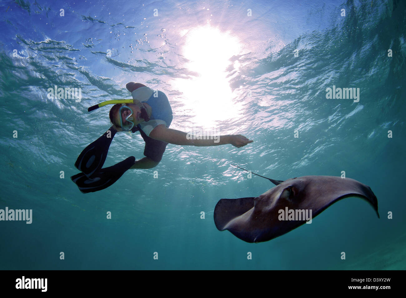 School of stingrays hi-res stock photography and images - Alamy