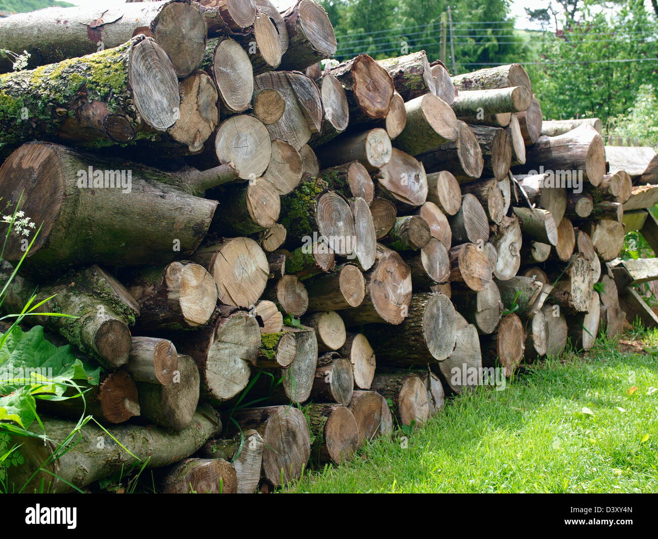 stack of cut logs Stock Photo - Alamy