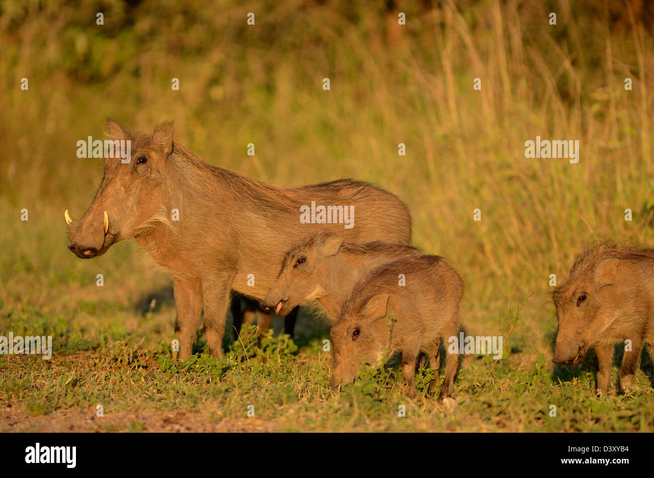 Family group wallpaper hi-res stock photography and images - Alamy